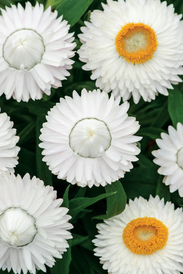 Westhoff Cottage™ White