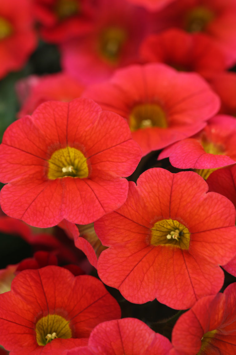Westhoff calibrachoa-calibasket-radiant-orange-001