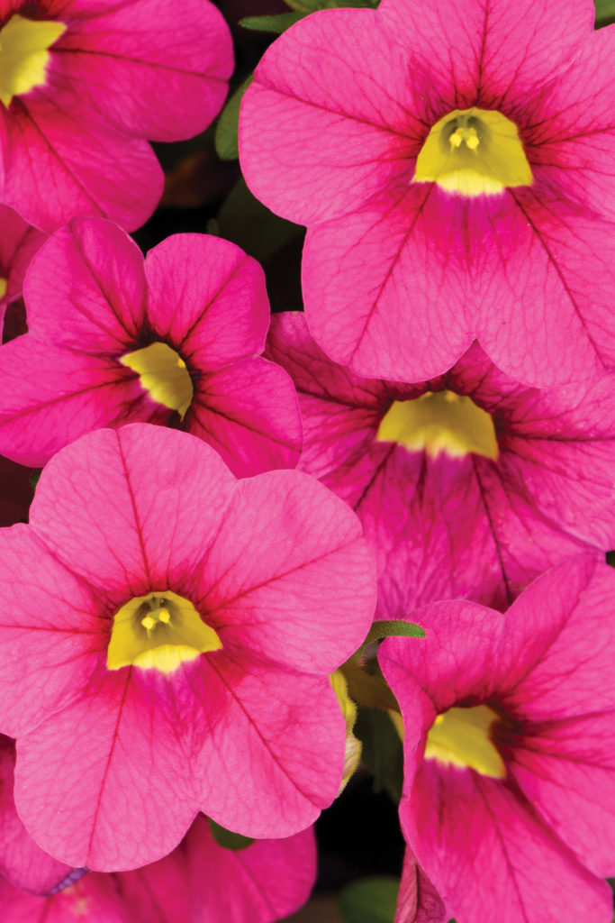 Westhoff calibrachoa-calitastic-fancy-fuchsia-001