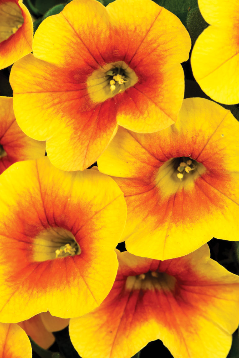 Westhoff Calitastic® Mango