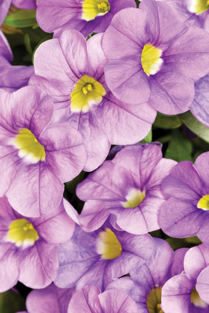 Westhoff Calitastic® Violet Skies