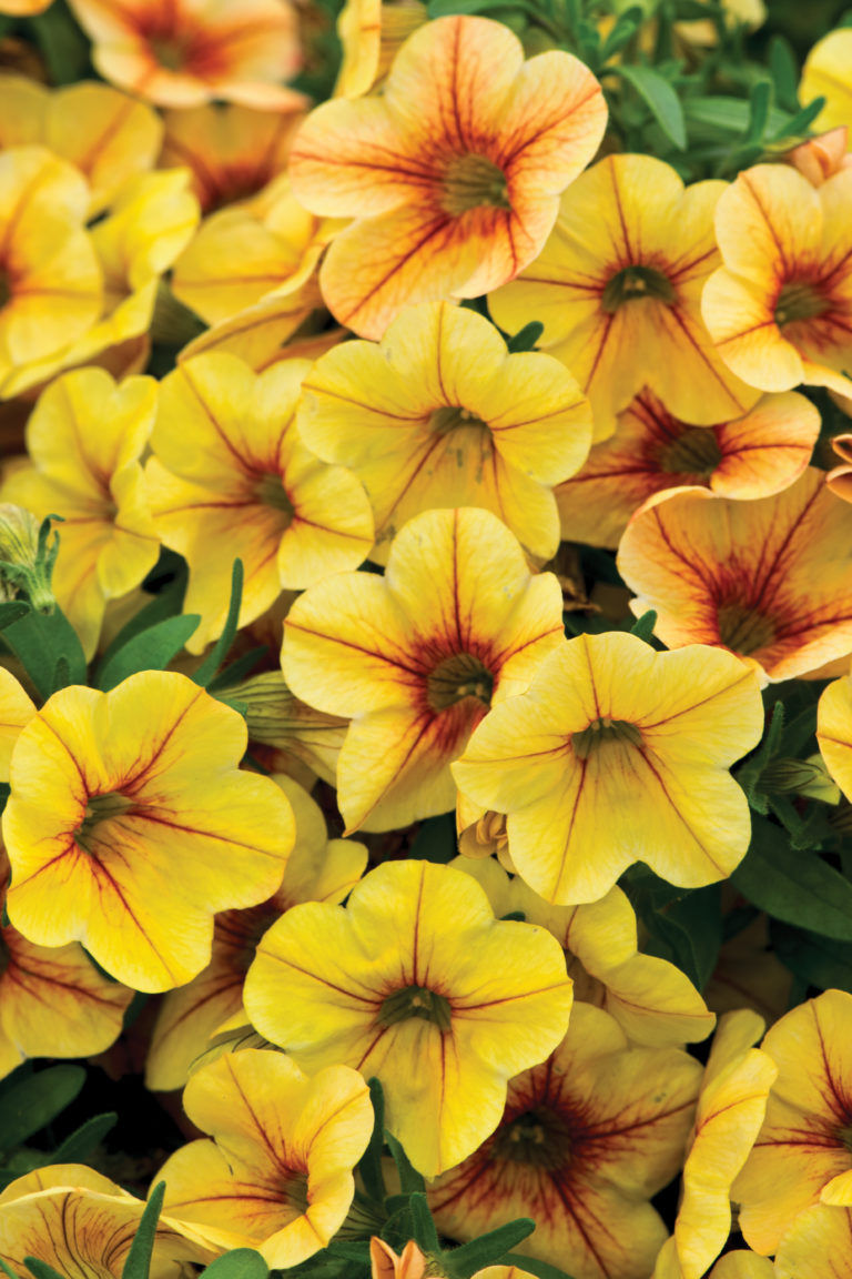 Westhoff calibrachoa-celebration-peach-cobbler-001