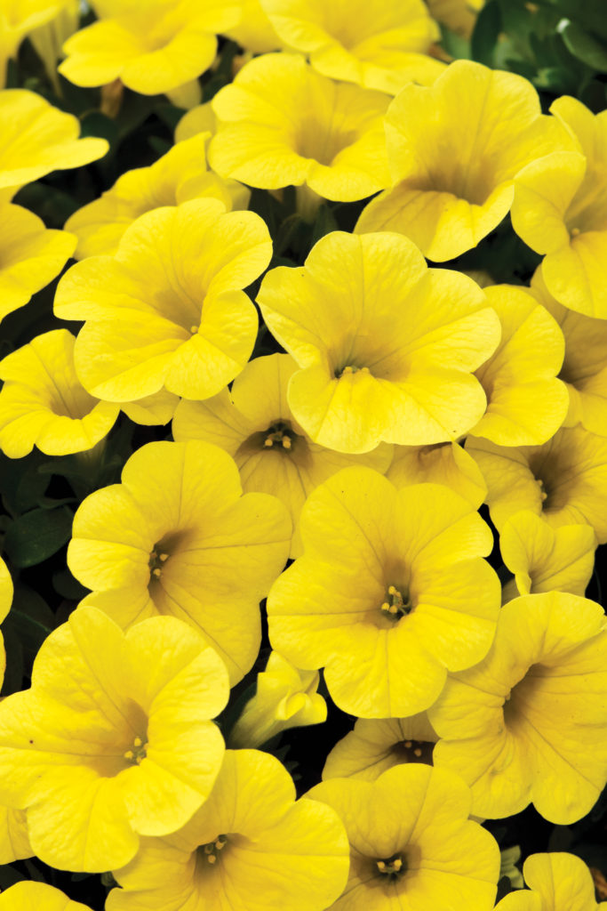 Westhoff calibrachoa-earlybird-sun-001