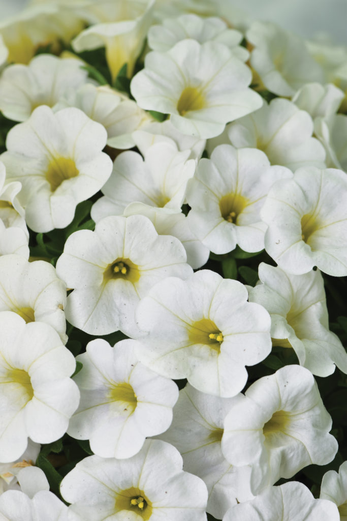 Westhoff calibrachoa-earlybird-white-001