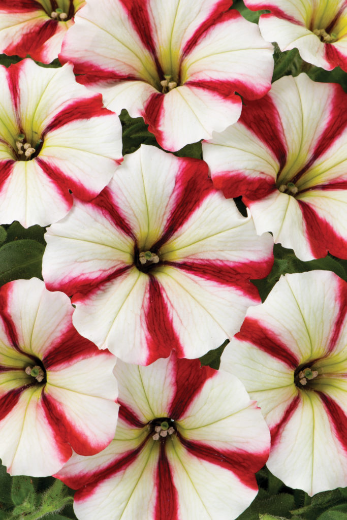 Westhoff Crazytunia® Cherry Cheesecake