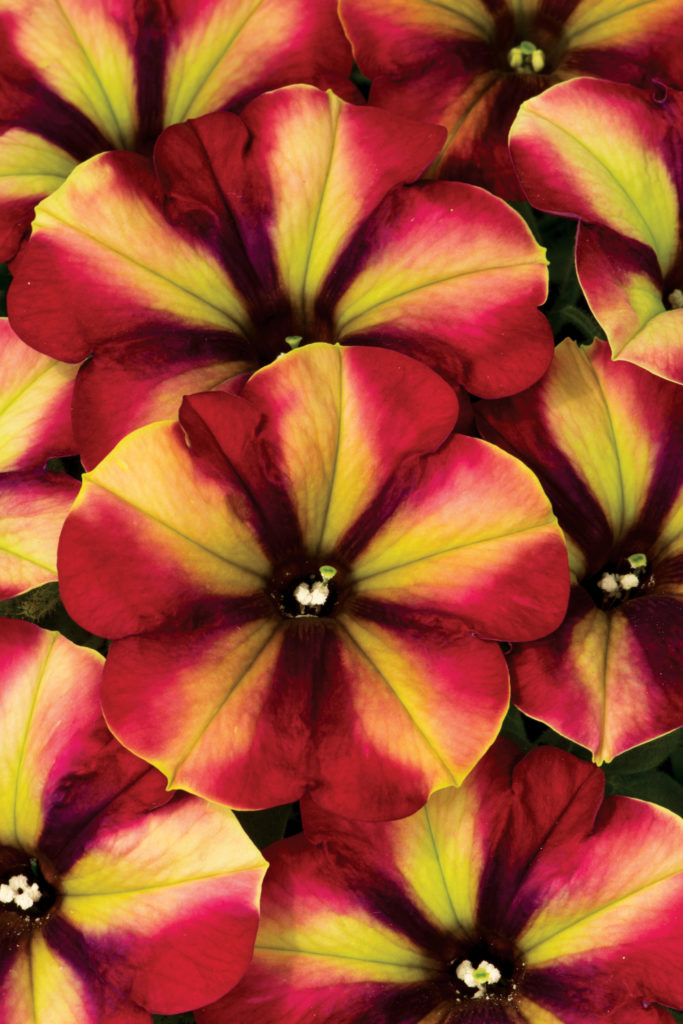 Westhoff Crazytunia® Razzmatazz