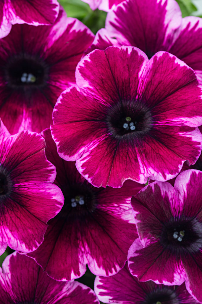 Westhoff Crazytunia® Ultra Violet