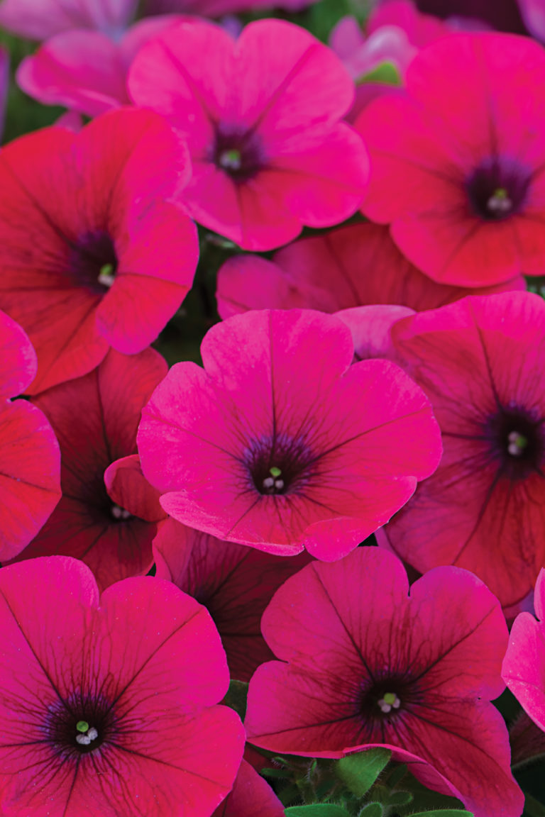 Westhoff petunia-hells-glow-001