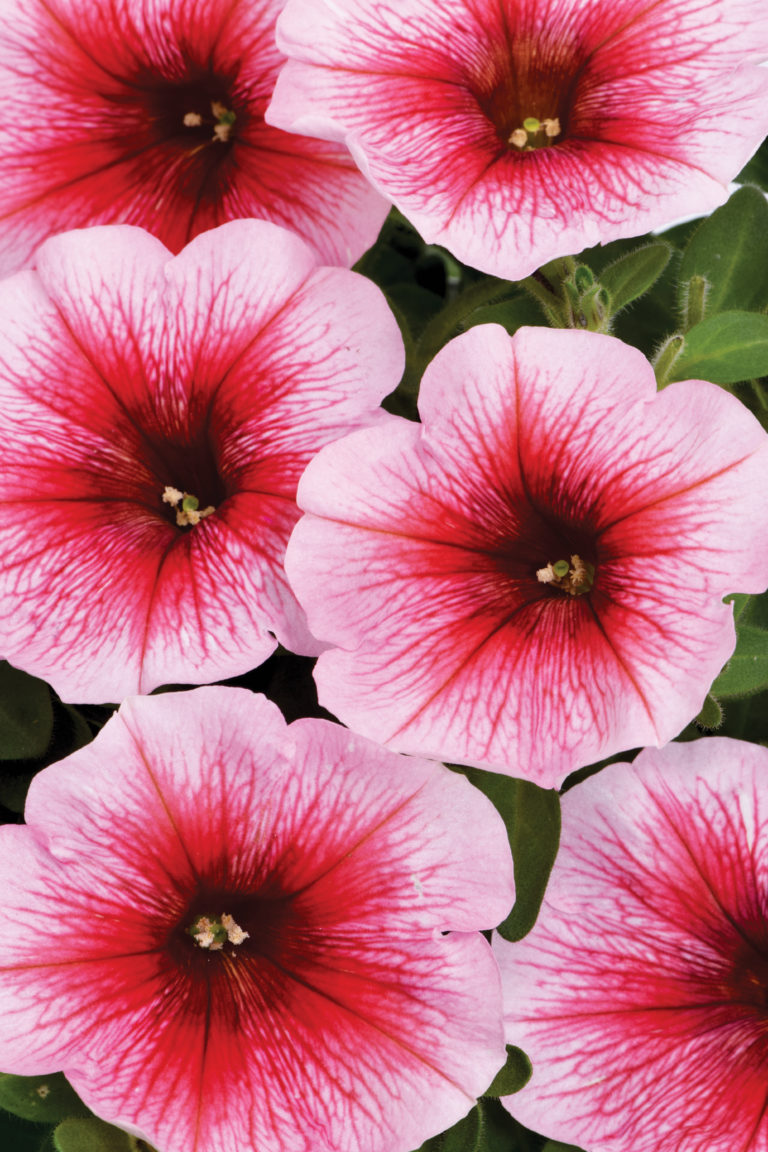 Westhoff petunia-perfectunia-amarena-001