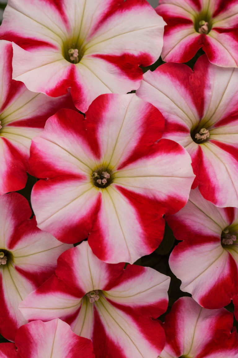 Westhoff petunia-perfectunia-cherry-pop-001