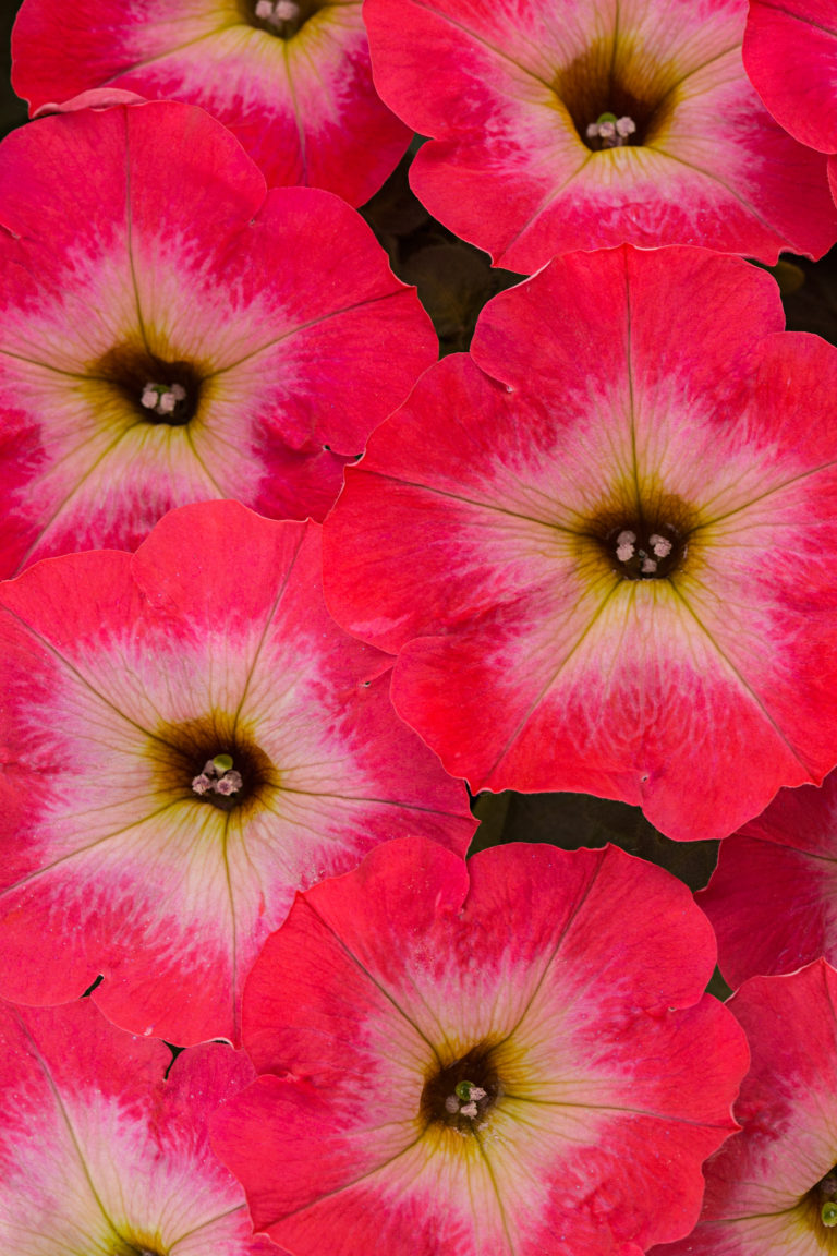 Westhoff petunia-perfectunia-coral-blast-001
