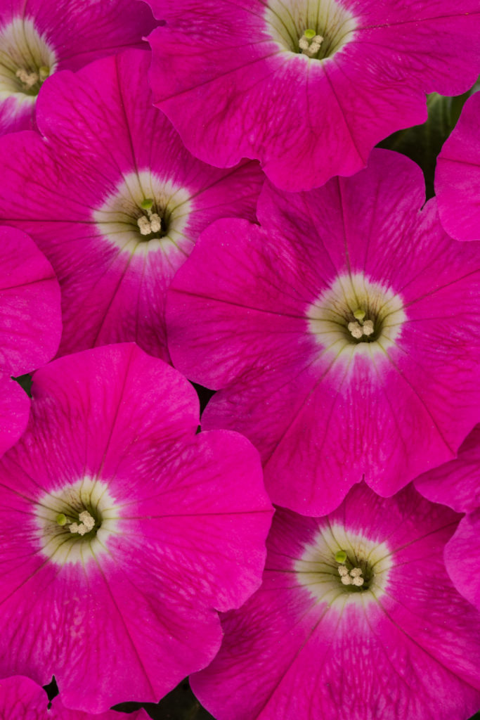 Westhoff petunia-perfectunia-magenta-rose-001
