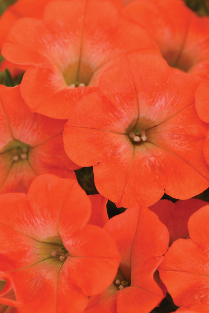Westhoff Perfectunia® Mandarin