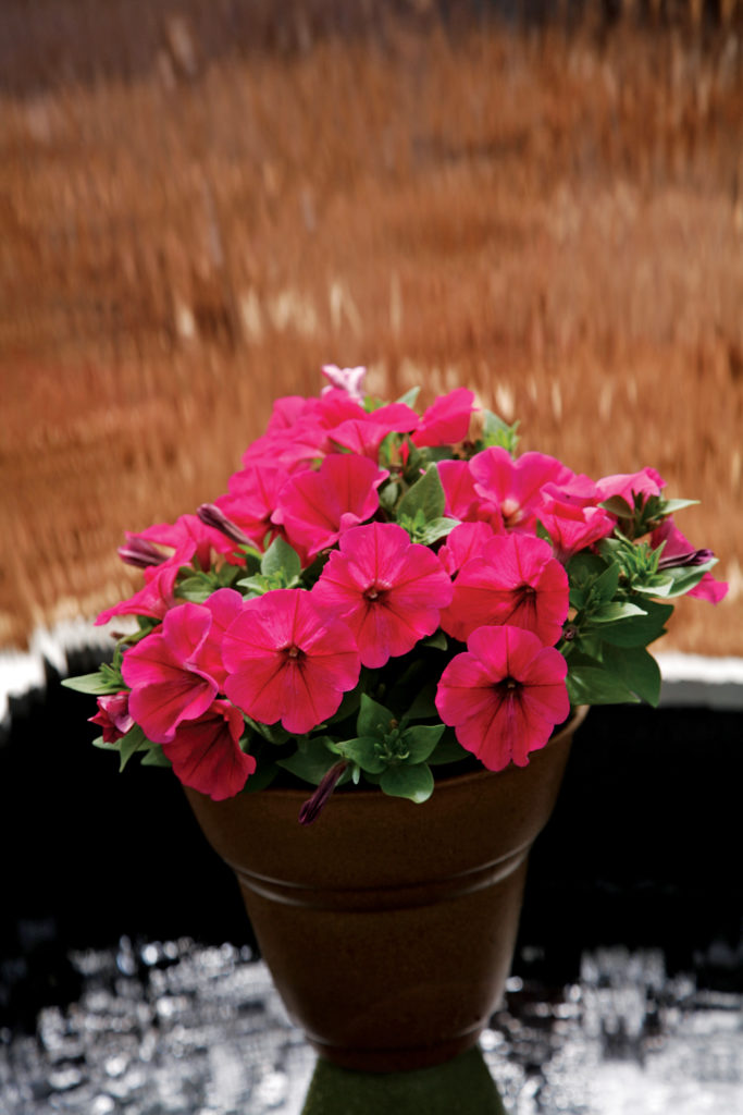 Westhoff Perfectunia® Neon Pink