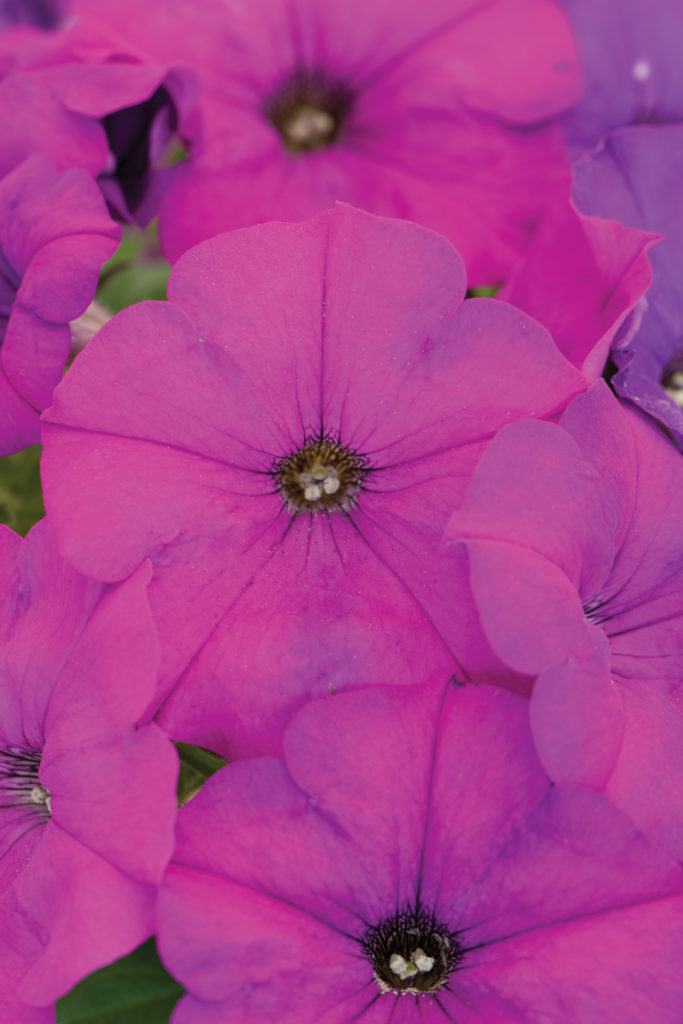 Westhoff petunia-perfectunia-purple-001
