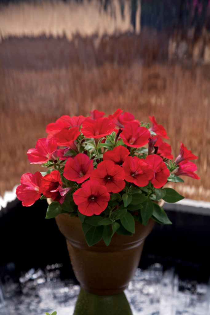 Westhoff petunia-perfectunia-red-improved-001