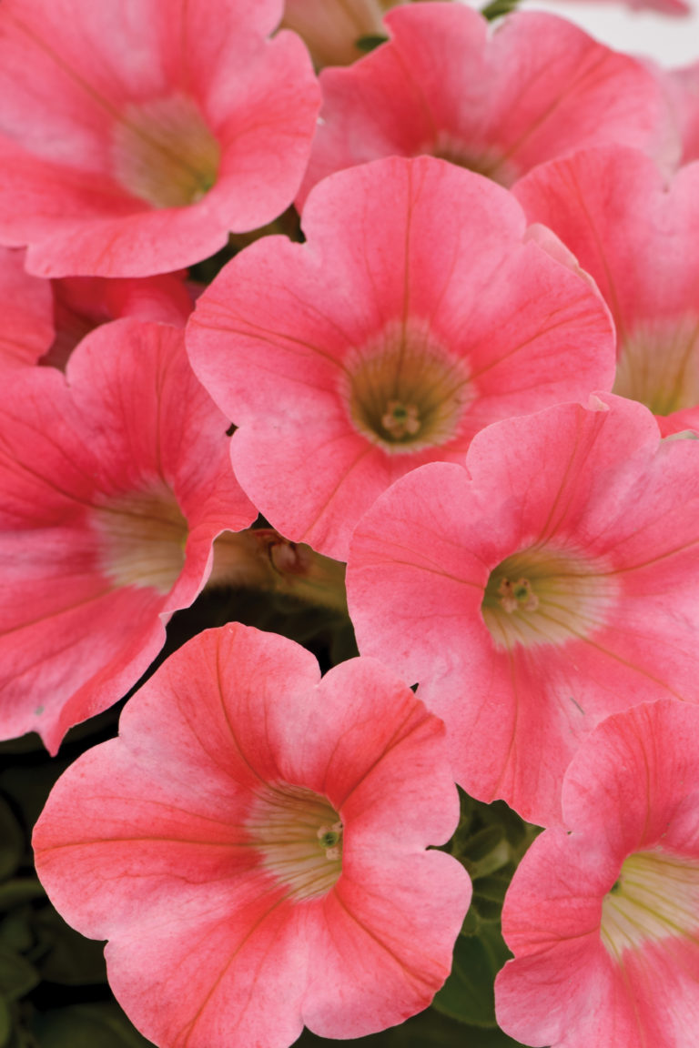 Westhoff petunia-perfectunia-superstar-salmon-001