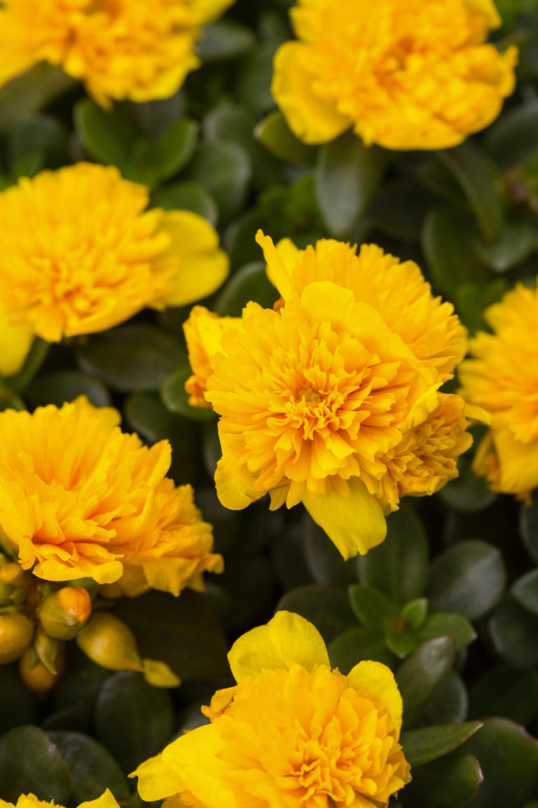 Westhoff portulaca-colorblast-double-yellow-001