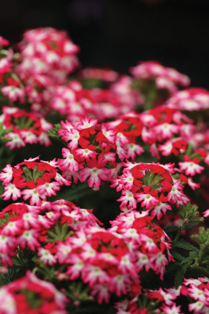 Westhoff Hurricane Hot Pink