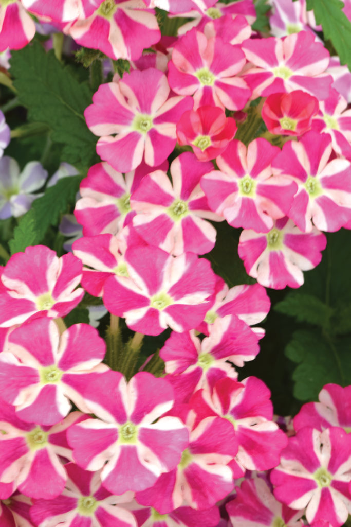 Westhoff Voodoo™ Pink Star