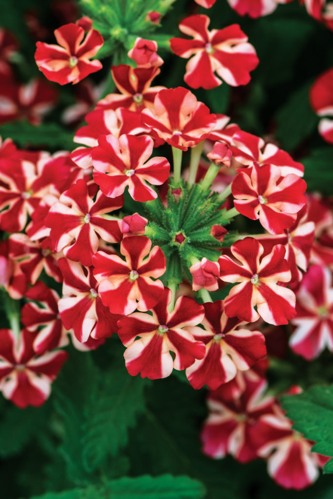 Westhoff Voodoo™ Red Star