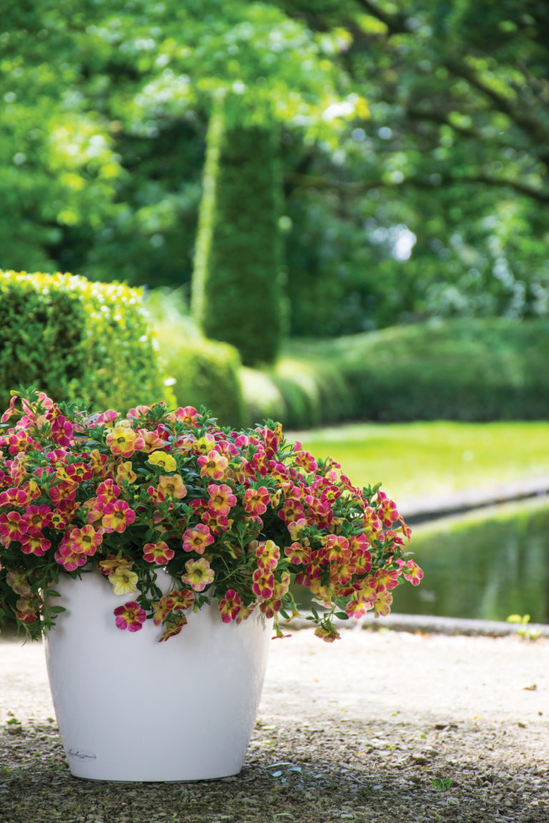 Westhoff calibrachoa-chameleon-sunshine-berry-002