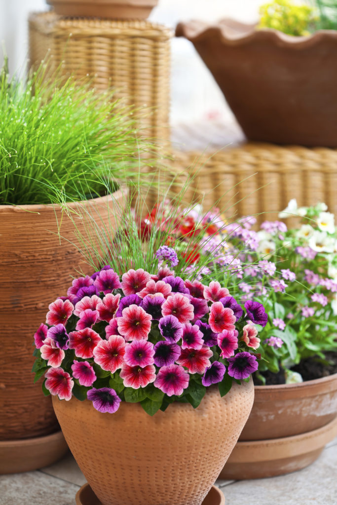 Westhoff Perfectunia® Sugar Rush Mix (Perfectunia Amarena, Perfectunia ...