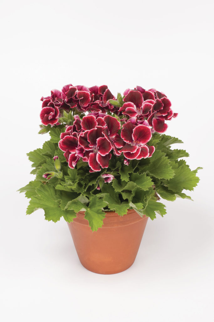 Westhoff Aristo® Red Beauty