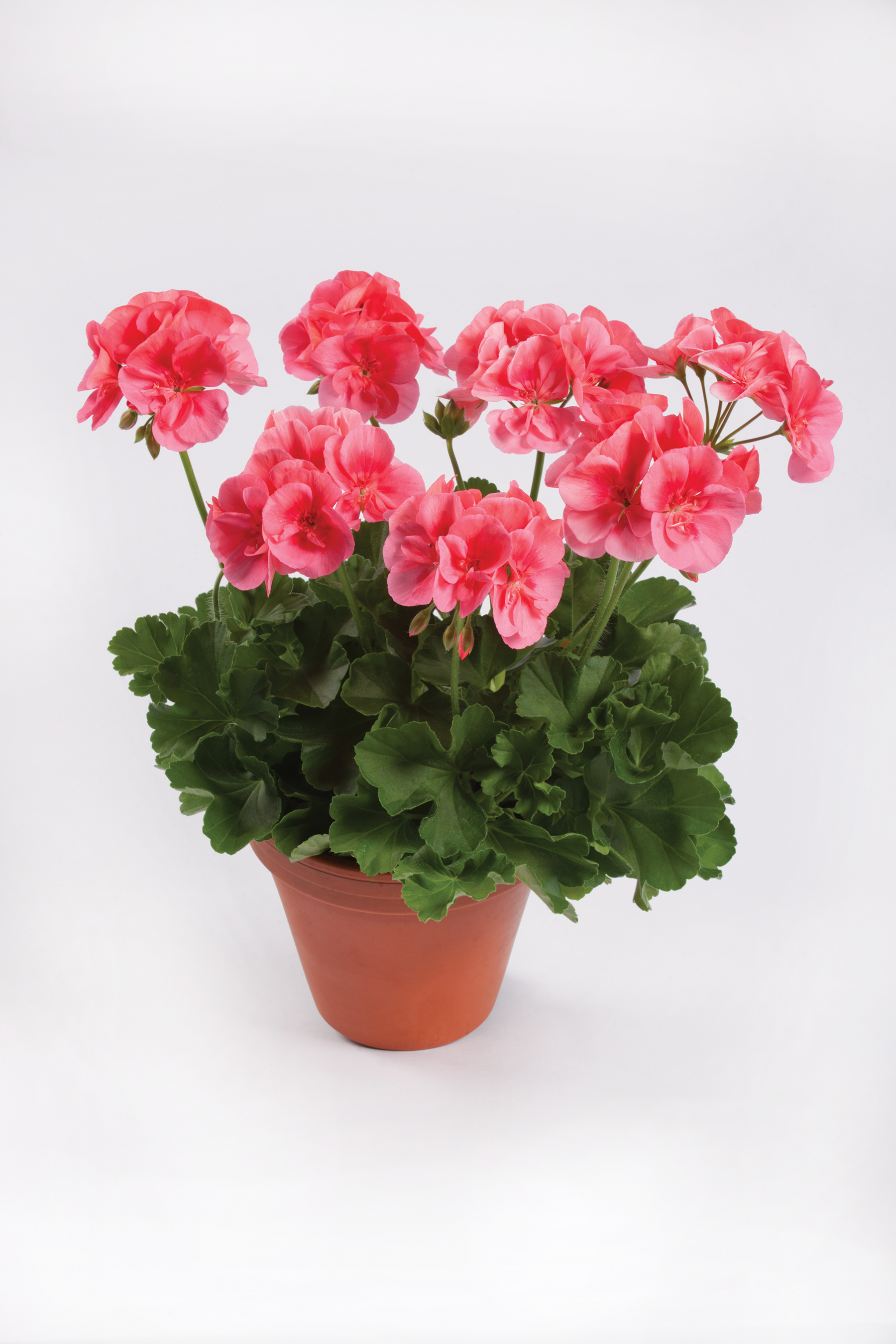 Westhoff TWOinONE® Peach