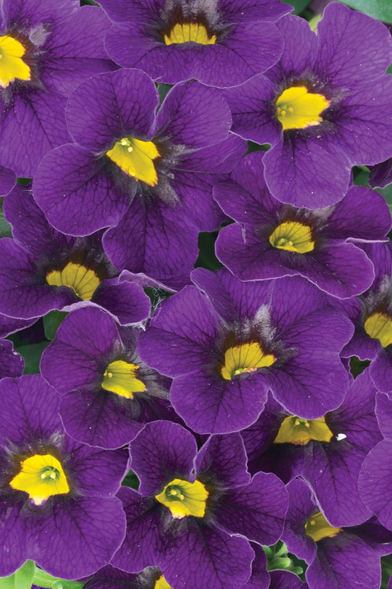 Westhoff calibrachoa-calitastic-dark-violet-001