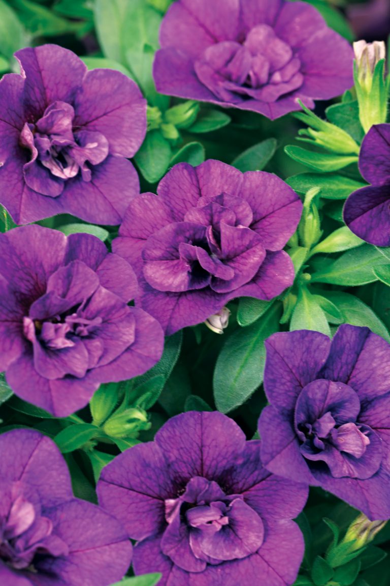 Westhoff calibrachoa-celebration-double-blue-001