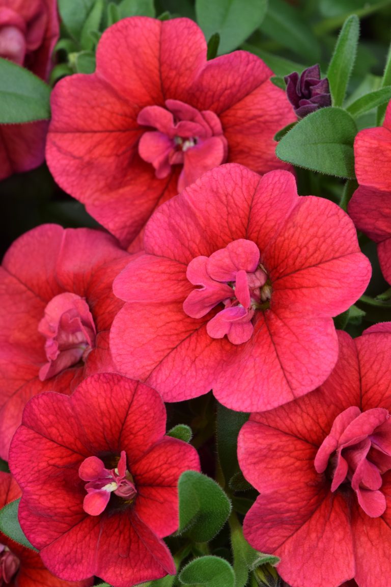 Westhoff calibrachoa-celebration-double-dark-red-001