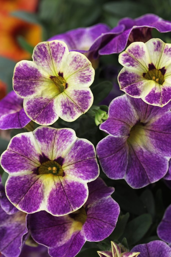 Westhoff calibrachoa-chameleon-fashionista-001