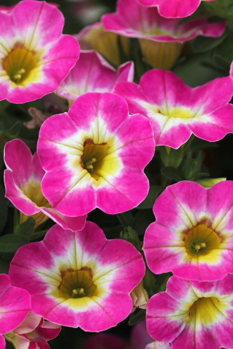 Westhoff Chameleon® Starlet Pink