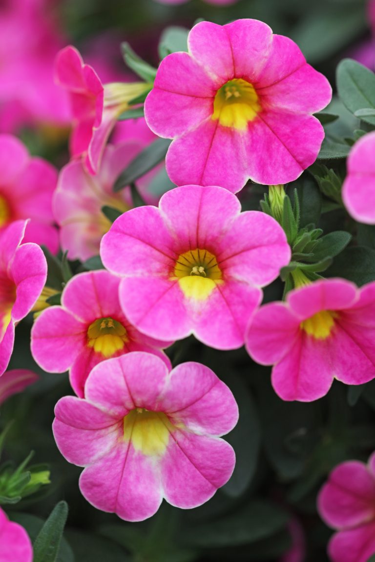 Westhoff calibrachoa-chameleon-twinkled-pink-001