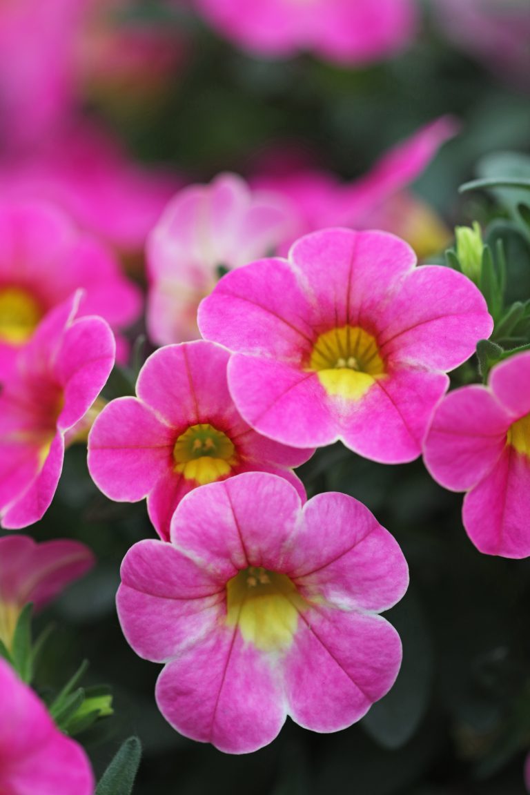 Westhoff calibrachoa-chameleon-twinkled-pink-002