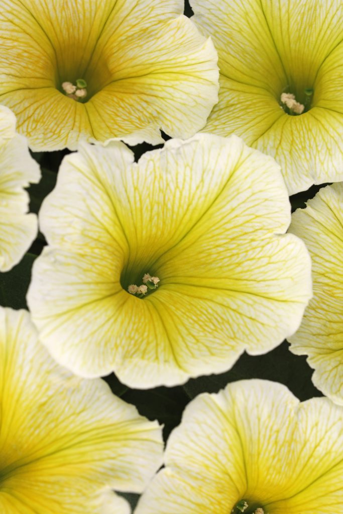 Westhoff petunia-crazytunia-lemon-burst-001