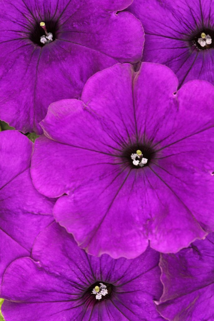 Westhoff petunia-perfectunia-blue-improved-001