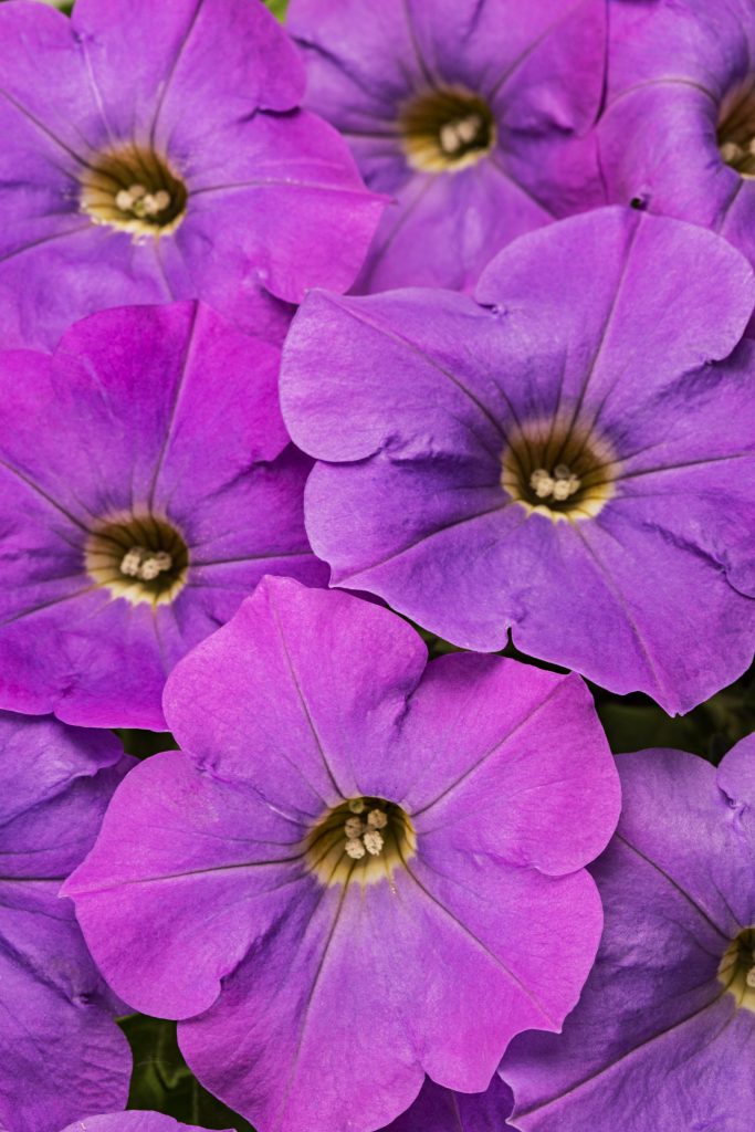 Westhoff petunia-perfectunia-indigo-improved-001