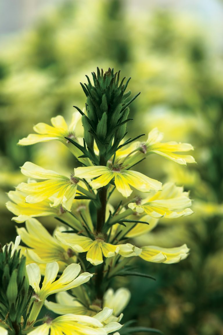 Westhoff Scalora® Suntastic Improved