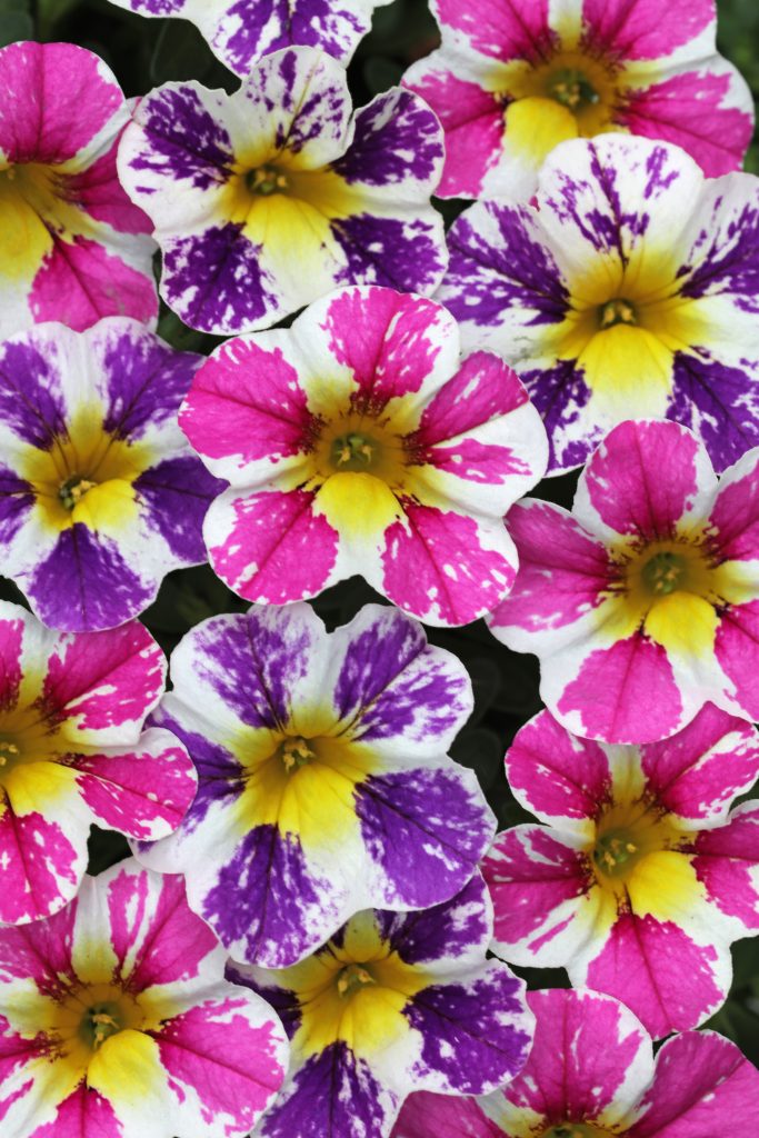 Westhoff Passion Combo Candy Shop™ Pixie Stix Mix