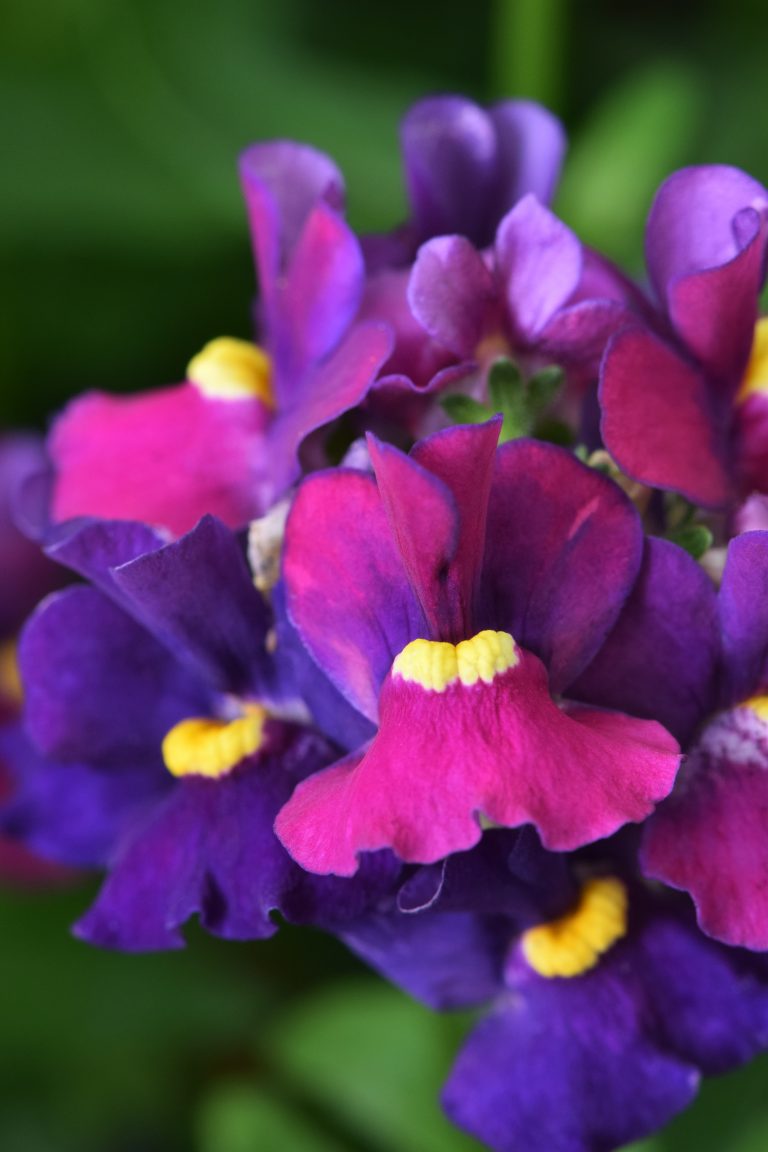 Westhoff Escential™ Bumbleberry