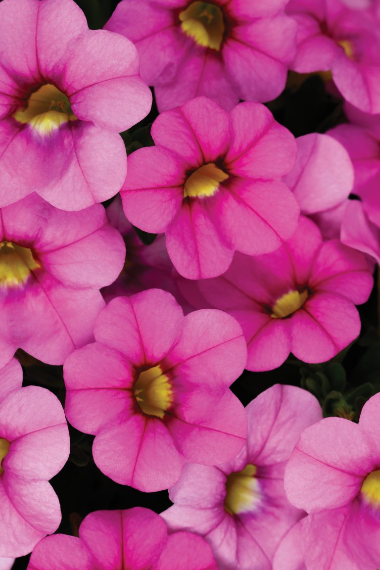 Westhoff Calitastic® Ballerina