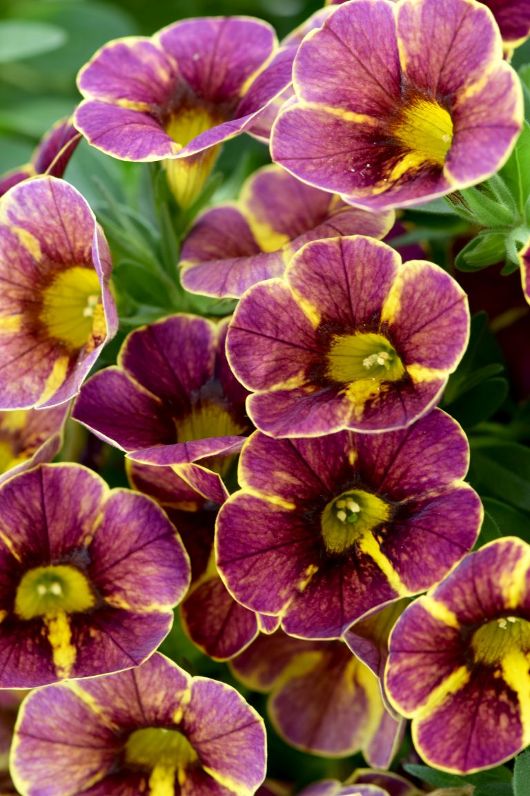 Westhoff Calibrachoa-Calitastic-Marooned-001