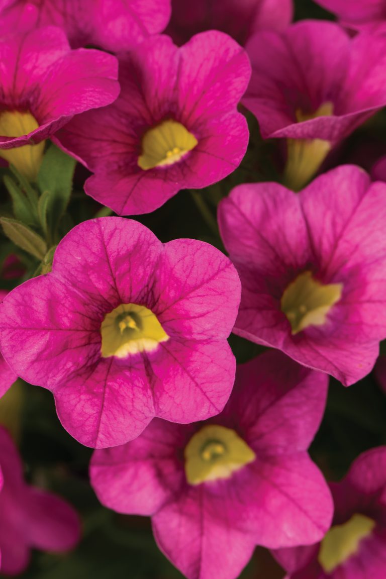 Westhoff Calibrachoa-Calitastic-Strawberry-001