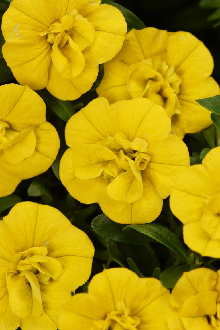 Westhoff Calibrachoa Dubble Yellow