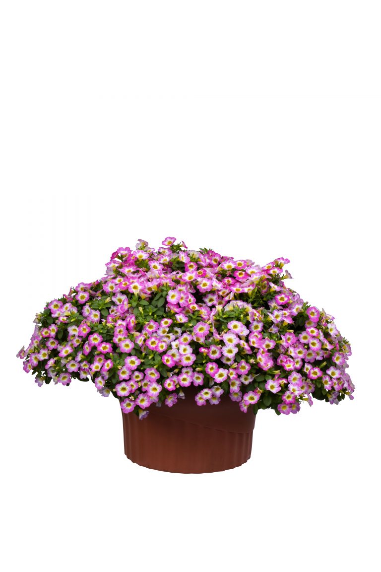 Westhoff Calibrachoa-Chameleon-Starlet-Pink-101