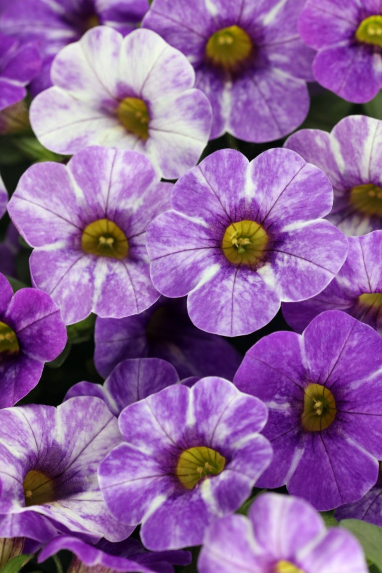 Westhoff Calibrachoa Caliloco® Skywalker™