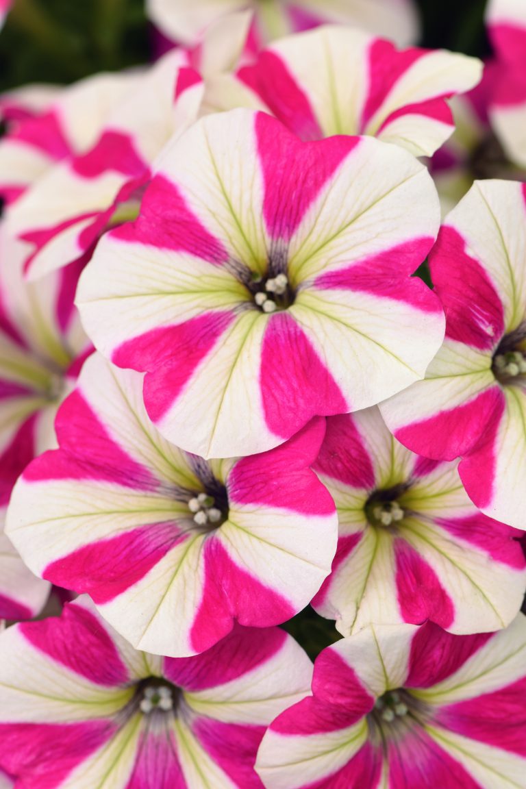 Westhoff Perfectunia® Pretty-in-Pink