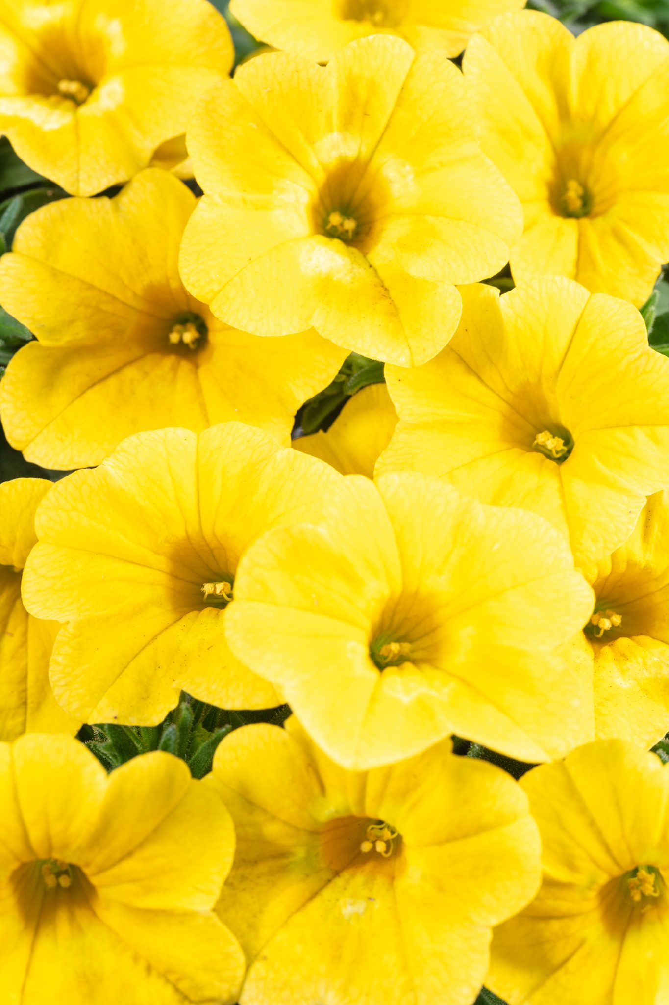 Westhoff Calibrachoa-Calitastic-Golden-Sun-001